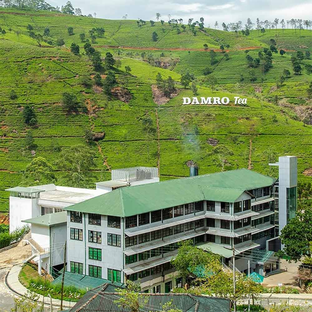 Tea Journeys | The Honeymoon Guide | Tea Experiences in Nuwara Eliya