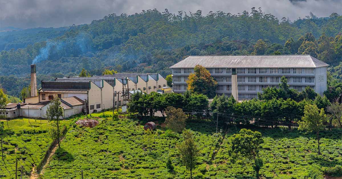 Pedro Tea Estate | The Honeymoon Guide | Tea Factory in Nuwara Eliya