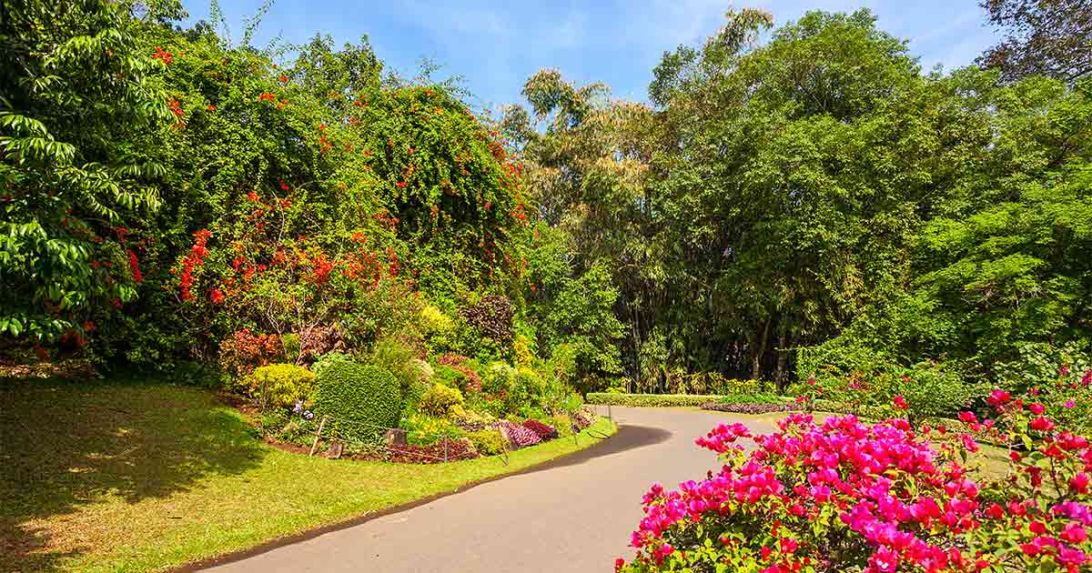 Peradeniya Botanical Garden | The Honeymoon Guide | Garden in Kandy