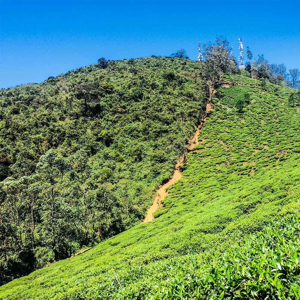 Couples Guide | The Honeymoon Guide | Ultimate Guide to Nuwara Eliya