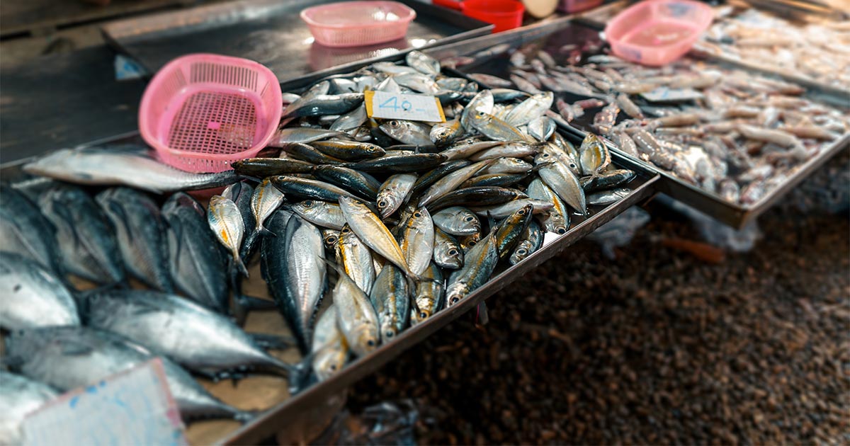 Fish Market in Negombo | The Honeymoon Guide | Markets in Negombo