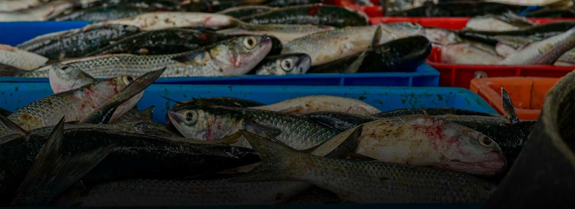 Fish Market in Negombo | The Honeymoon Guide | Markets in Negombo