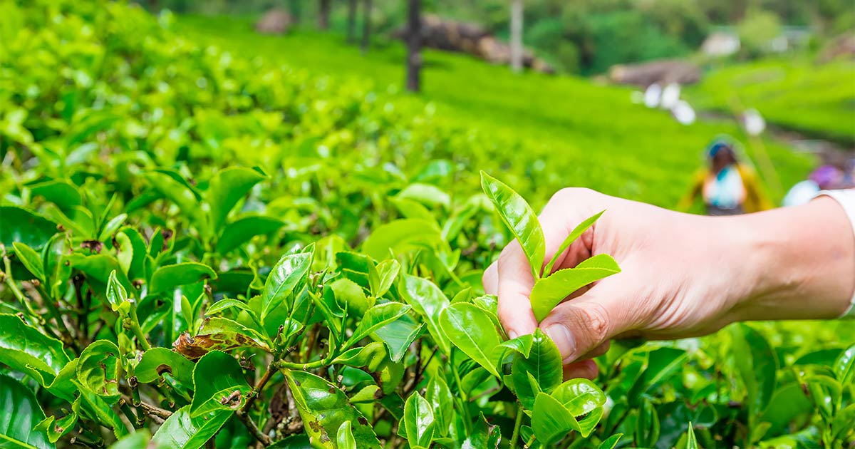 Tea Factory Tour in Ella | The Honeymoon Guide | Ella Tea Tour