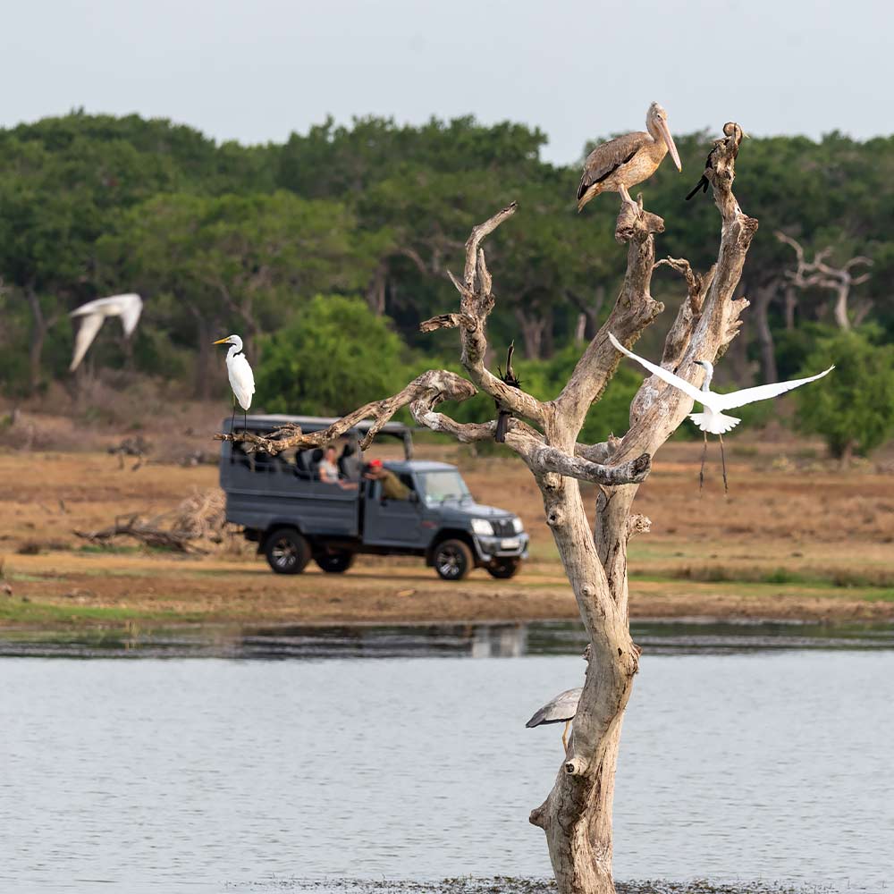 Couple Adventures in Yala | The Honeymoon Guide | Love in the Wild