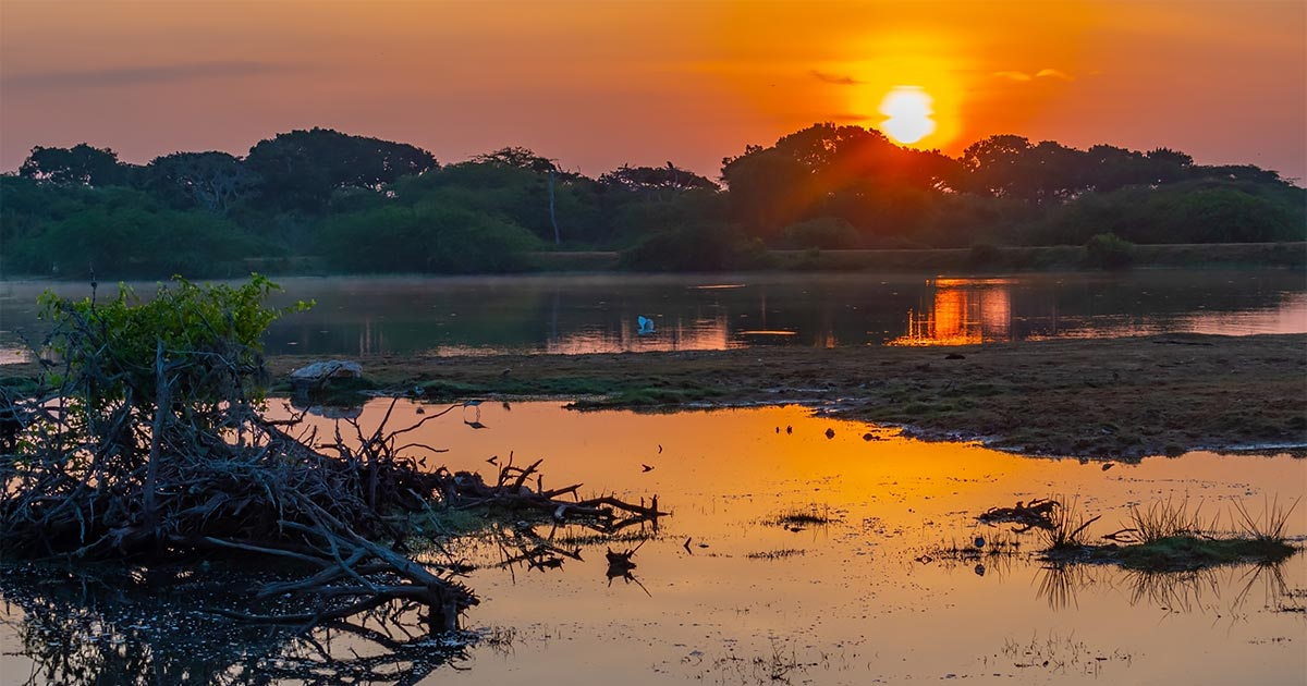 Bundala National Park | The Honeymoon Guide | Birdwatching park