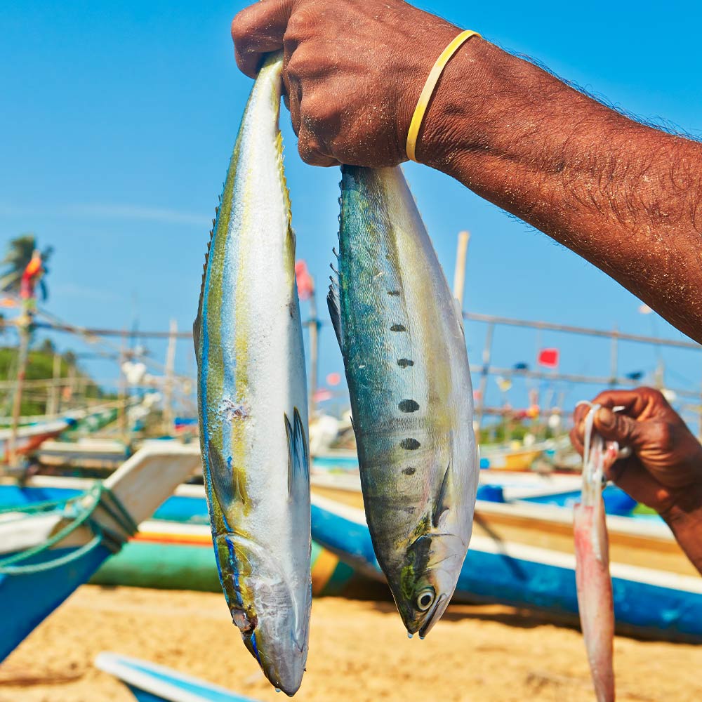 Day of Fishing and Markets | The Honeymoon Guide | Exploring Negombo