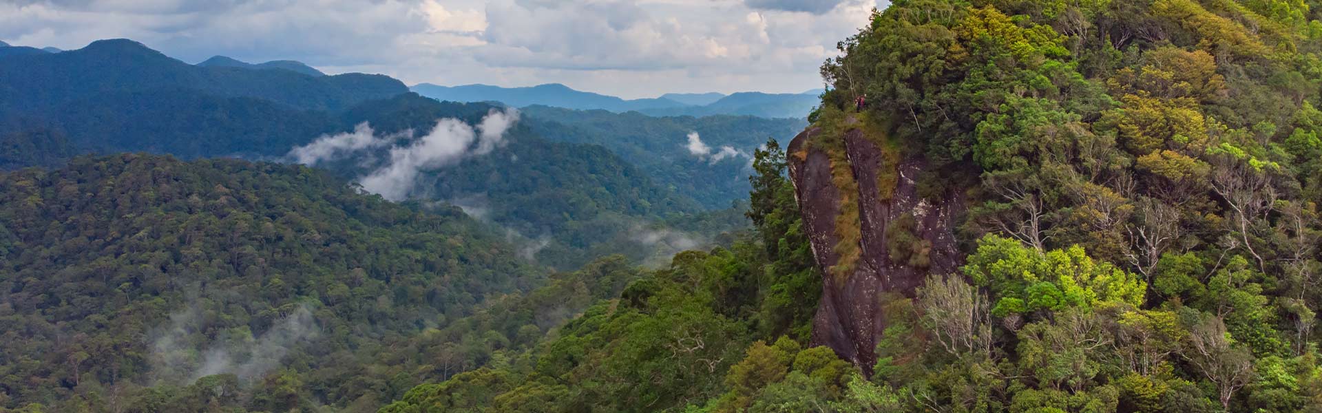 Sinharaja Rainforest | The Honeymoon Guide | Day Trip from Galle